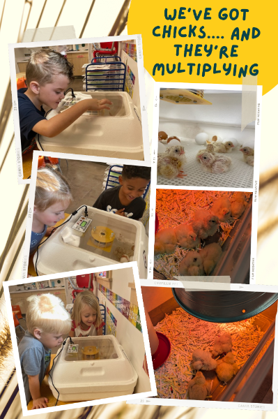 Willard Community Center - Pre-k Hatches 8 Chicks In Classroom